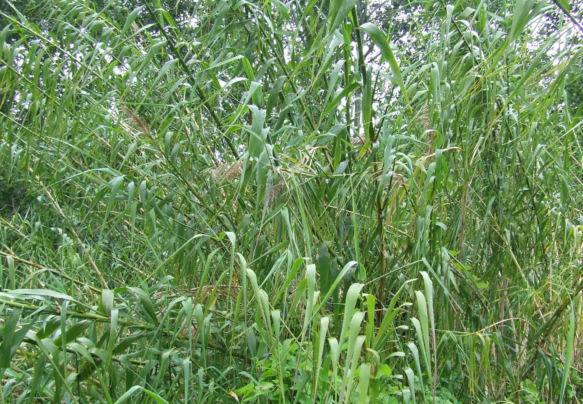 Pest control hub - Northland Regional Council