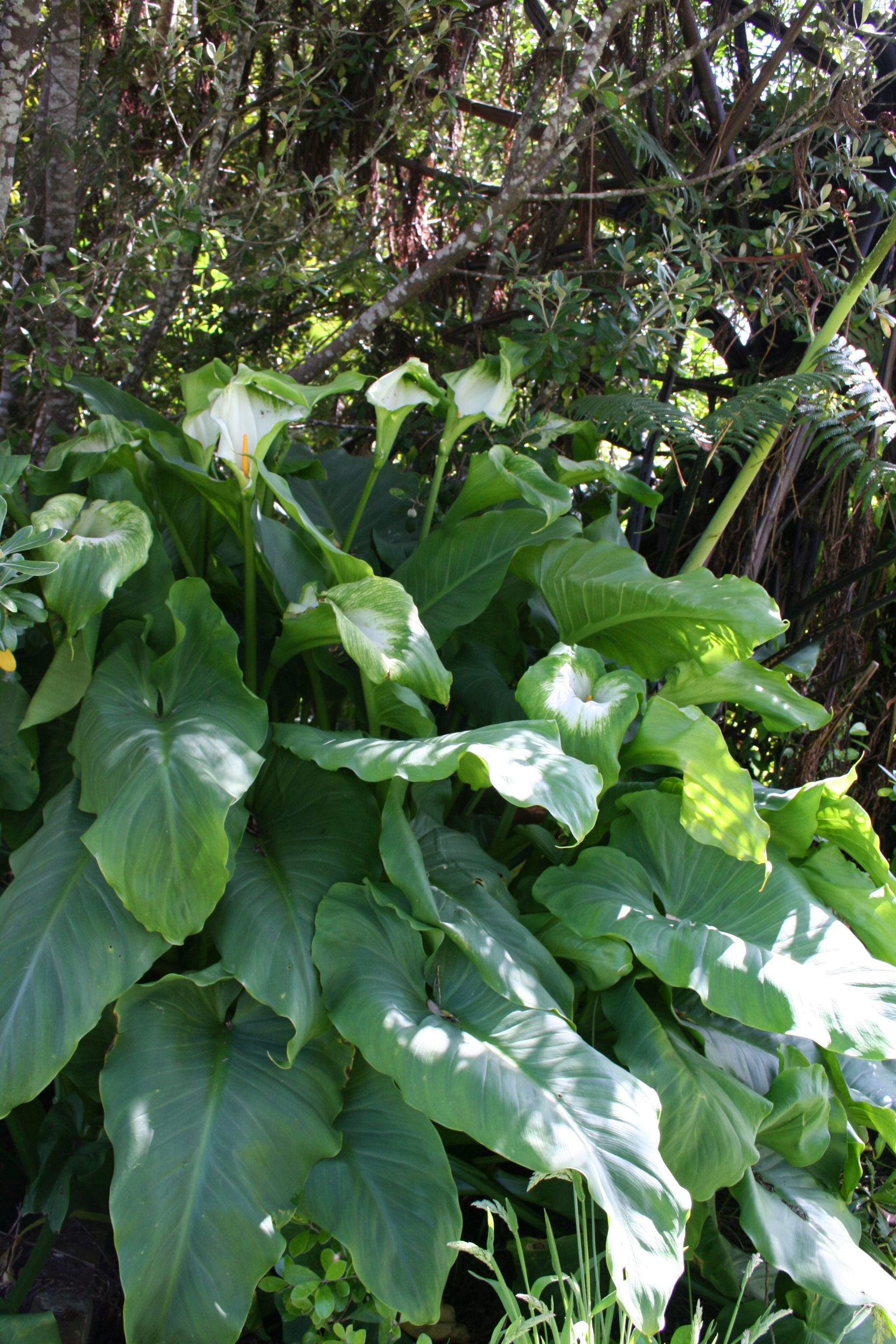 Arum Lily Green Flower | Best Flower Site