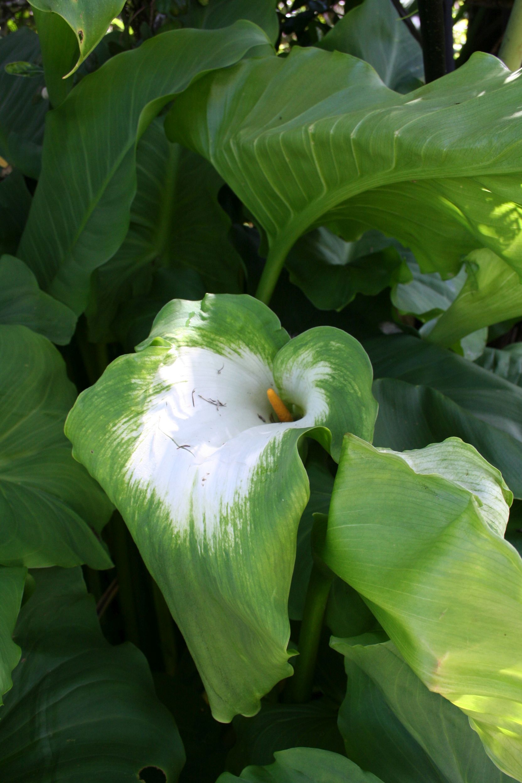 Arum Lily Green Flower | Best Flower Site