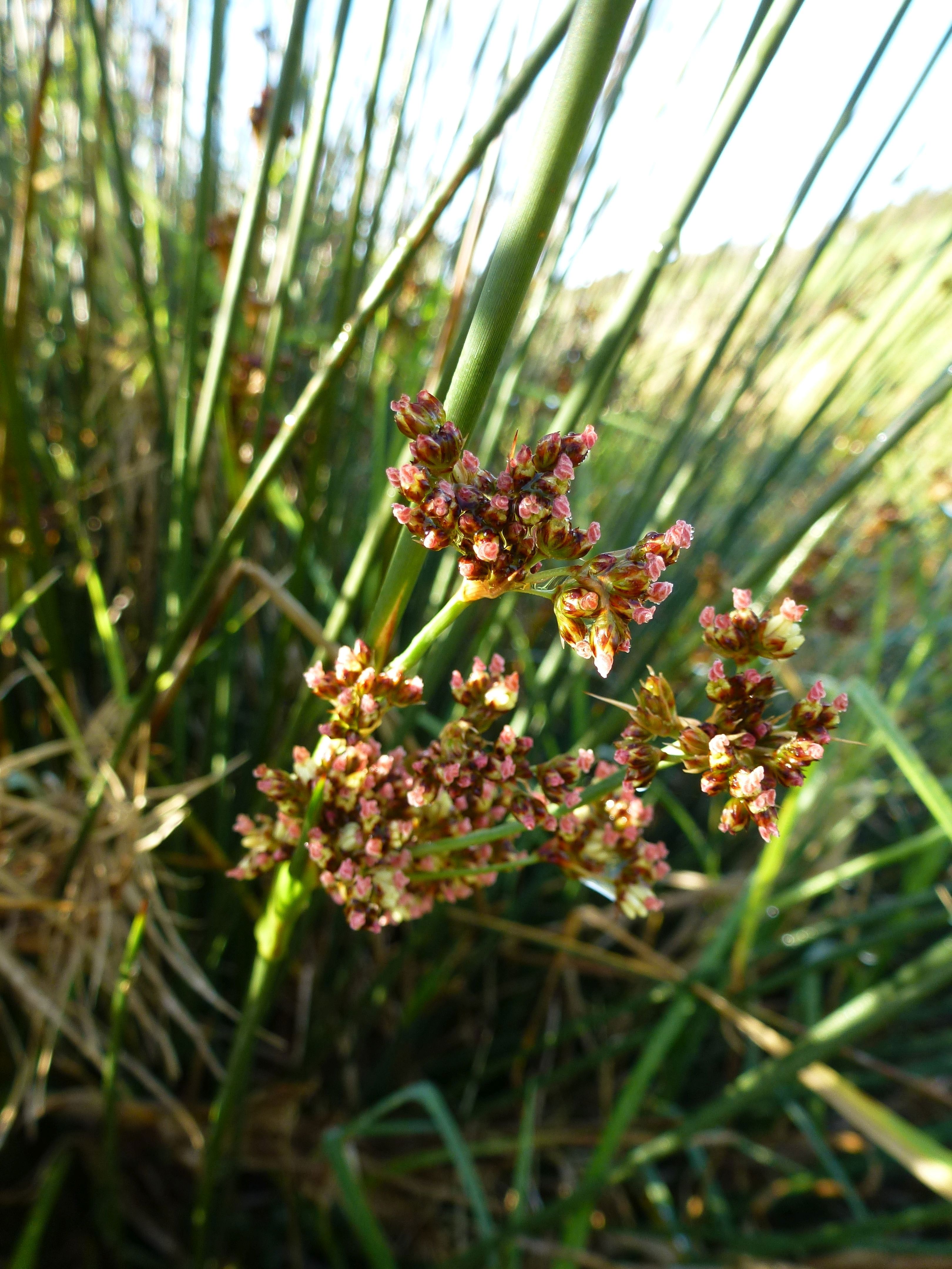 Pest control hub - Northland Regional Council